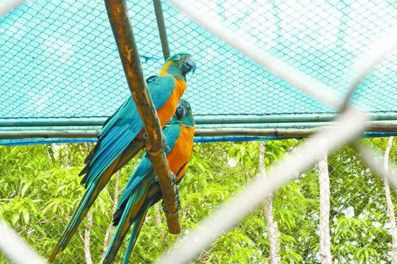 Parabas barba azul vuelven a sus orígenes, en un intento para salvar su ...