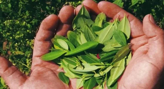El precio de la hoja de coca alcanza cifras históricas: Bs 50 por libra | Visión 360