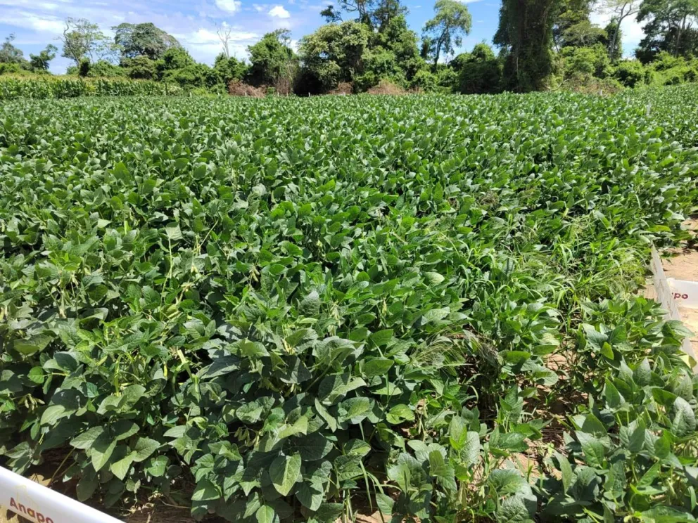 La ruta de la soya: desde la rotación de cultivos hasta el uso de ...